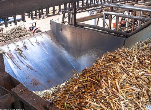 Program recognizes production of bioelectricity in plants - DATAGRO