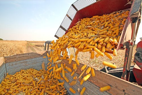 US shipments of 1,002m tonnes of corn last week - DATAGRO