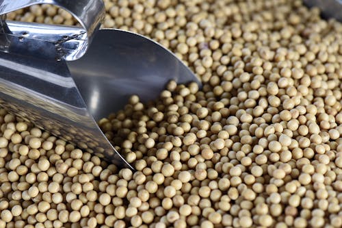 Confira a evolução dos preços médios do complexo soja no mês de março e ...