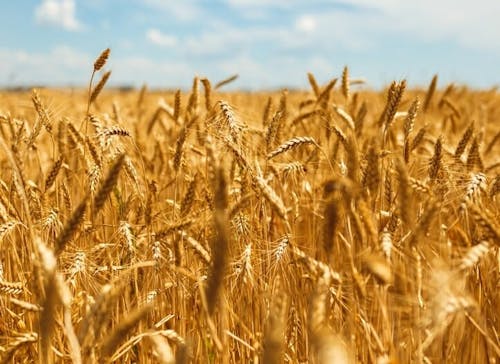 Wheat falls moderately early in today's US session - DATAGRO