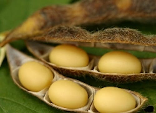 FPA: entenda como o Brasil se tornou o maior produtor e exportador ...