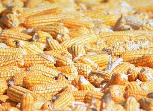 Corn harvest officially opens in RS - DATAGRO