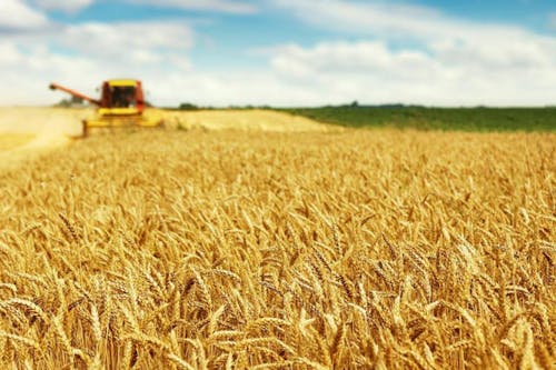 Wheat operates in mixed field in the US - DATAGRO