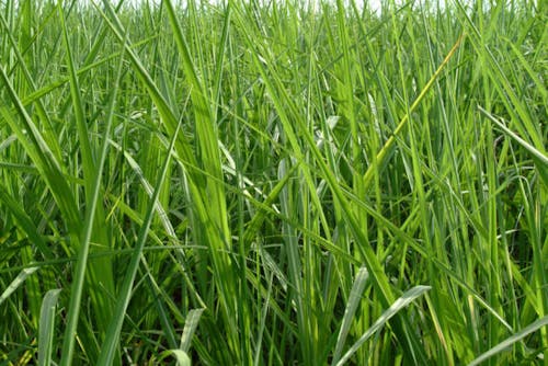 New technique makes it possible to advance wine production in the ...