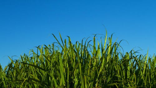 India imposes restriction on sugar exports from June 1 - DATAGRO India imposes restriction on sugar exports from June 1 - DATAGRO