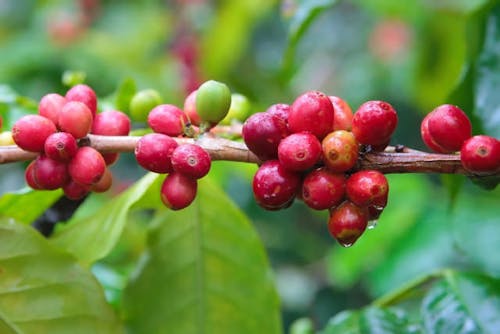 Cooxupé develops program to ensure sustainability and standardization ...