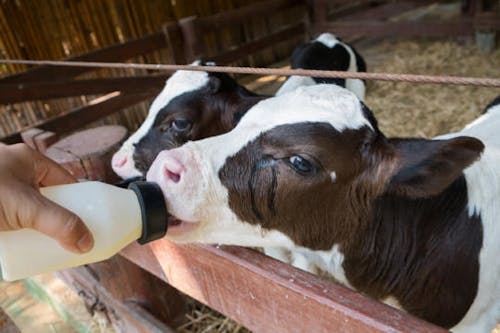 "Reactive" cows emit more methane and produce less milk - DATAGRO