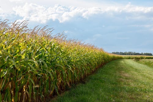 Corn: climate risk zoning for the 2022/23 summer crop is now available ...